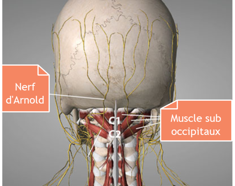 Occipital neuralgia: the pain originates in the back of the skull ...