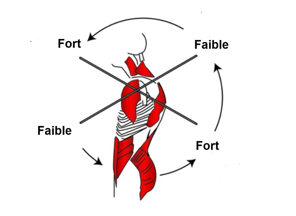 Correcting Janda's Upper Cross Syndrome with Osteopathy - OsteoMag