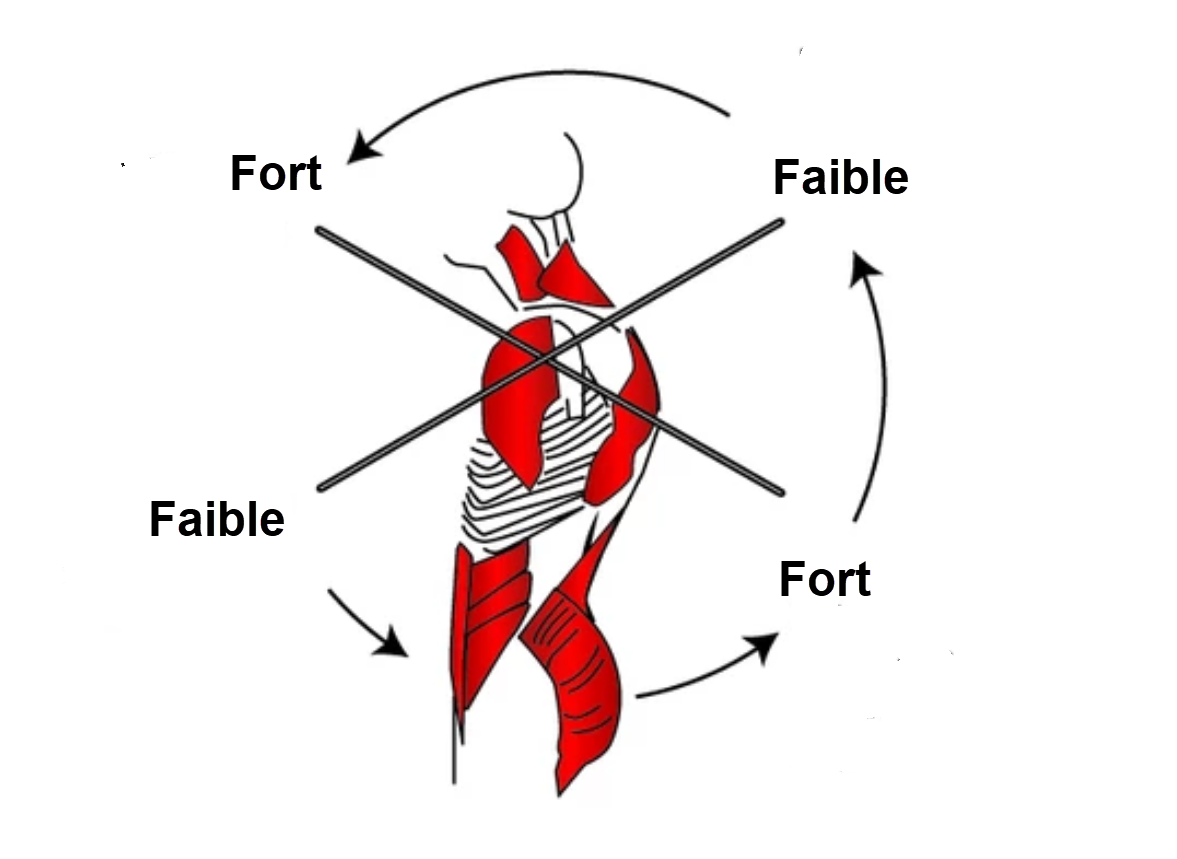 Correcting Janda's Upper Cross Syndrome with Osteopathy - OsteoMag