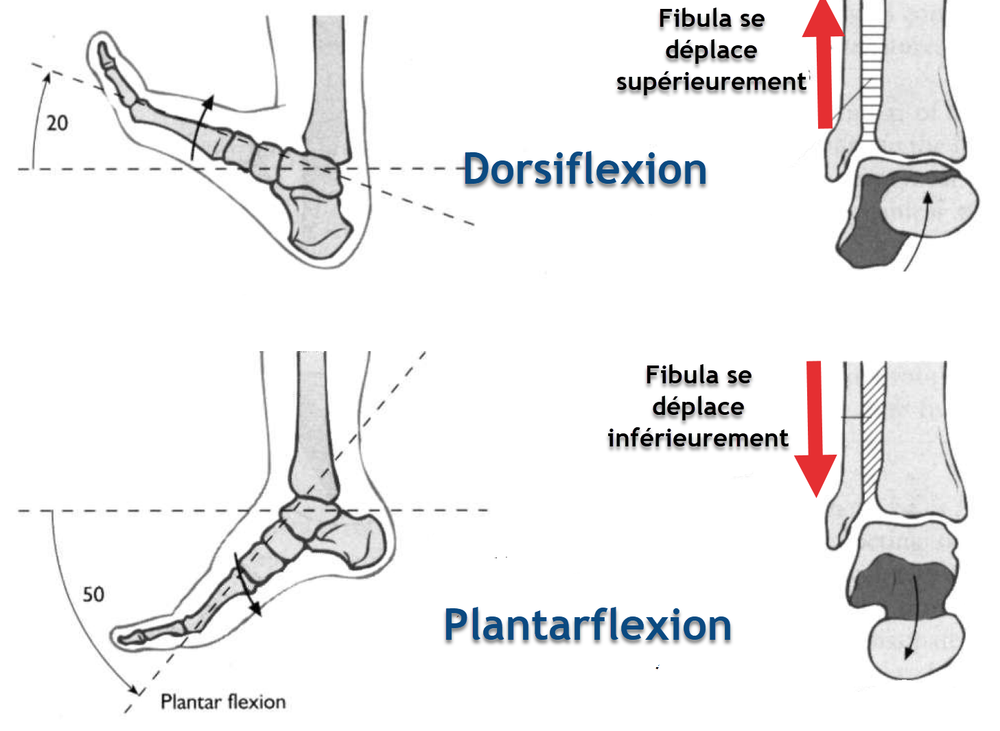 Preventing Ankle Injuries in Ballet: A Guide for Dancers - OsteoMag