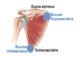 Understanding Snapping Scapula Syndrome - OsteoMag