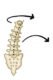 Fryette's laws of spinal motion - OsteoMag