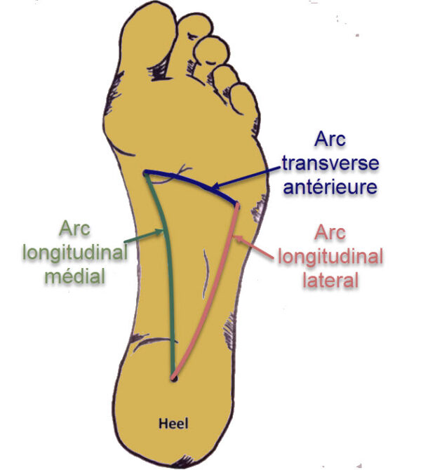 Foot arches - OsteoMag