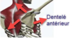 Scapulohumeral Rhythm: Balance and Mobility - OsteoMag