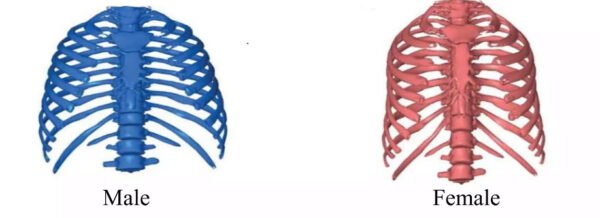 Female Body: Hypermobility & Structural Adaptations - OsteoMag